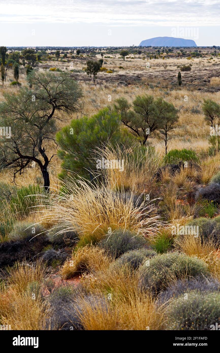 Wilderness environment in the landscape outback Stock Photo - Alamy