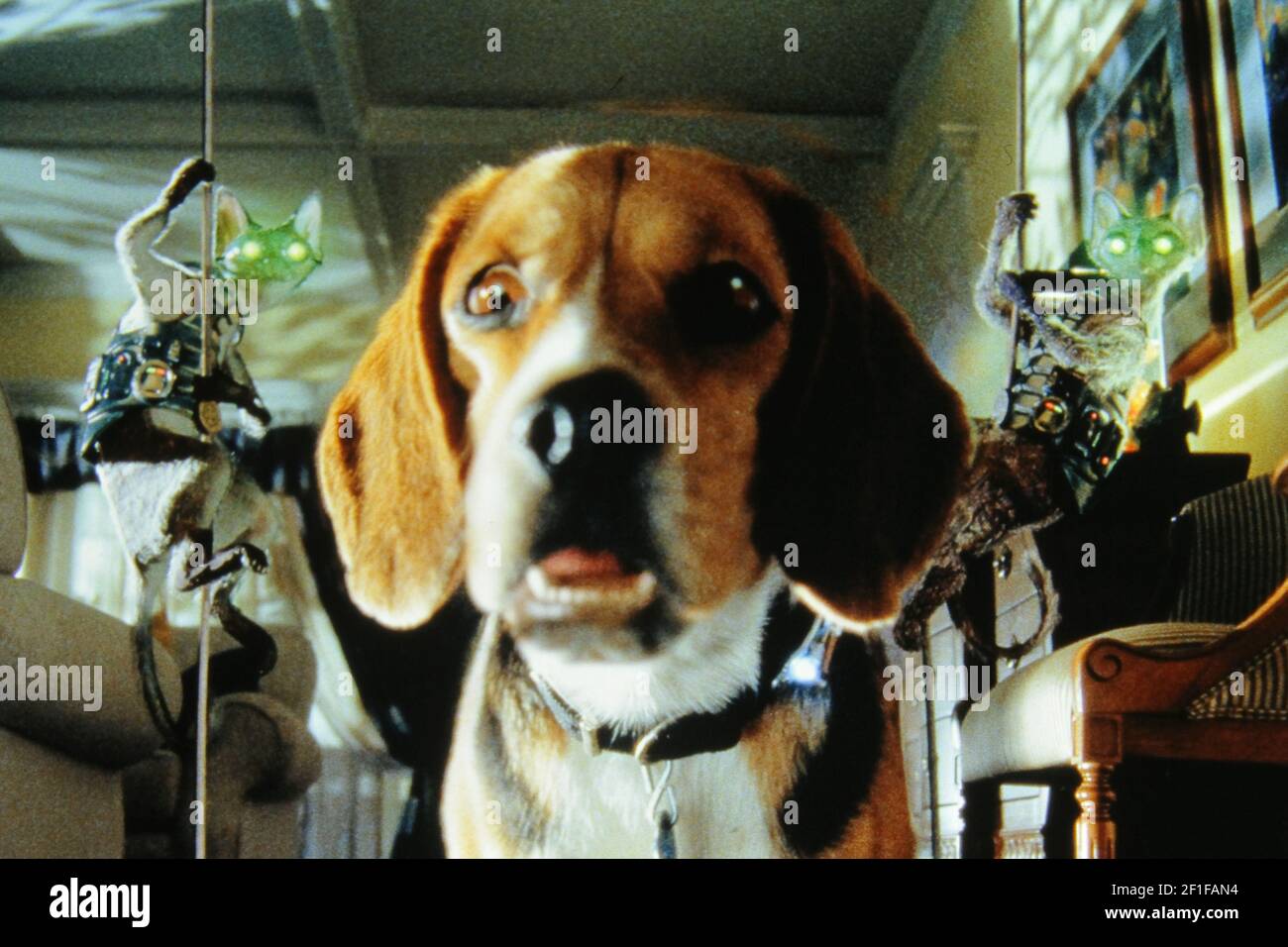 Cats And Dogs 2001 High Resolution Stock Photography and Images - Alamy