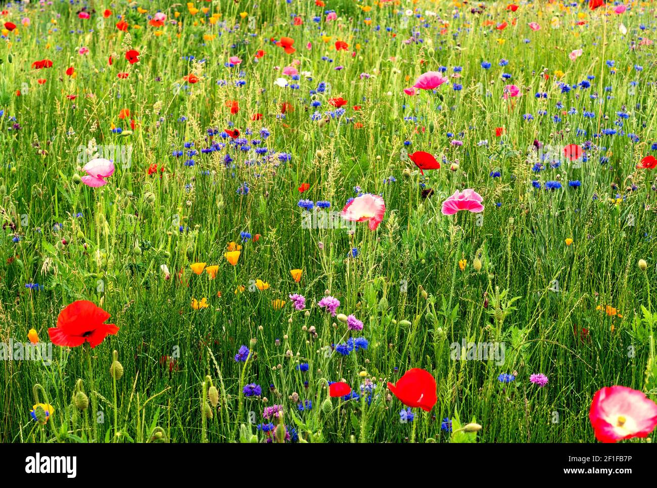 colorful expanse of wildflowers in spring season,landscape with ...