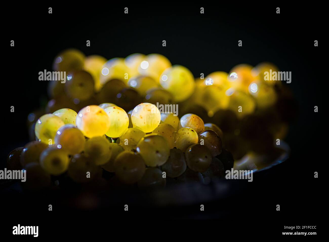 Riesling grape in contrast sun lite Stock Photo - Alamy