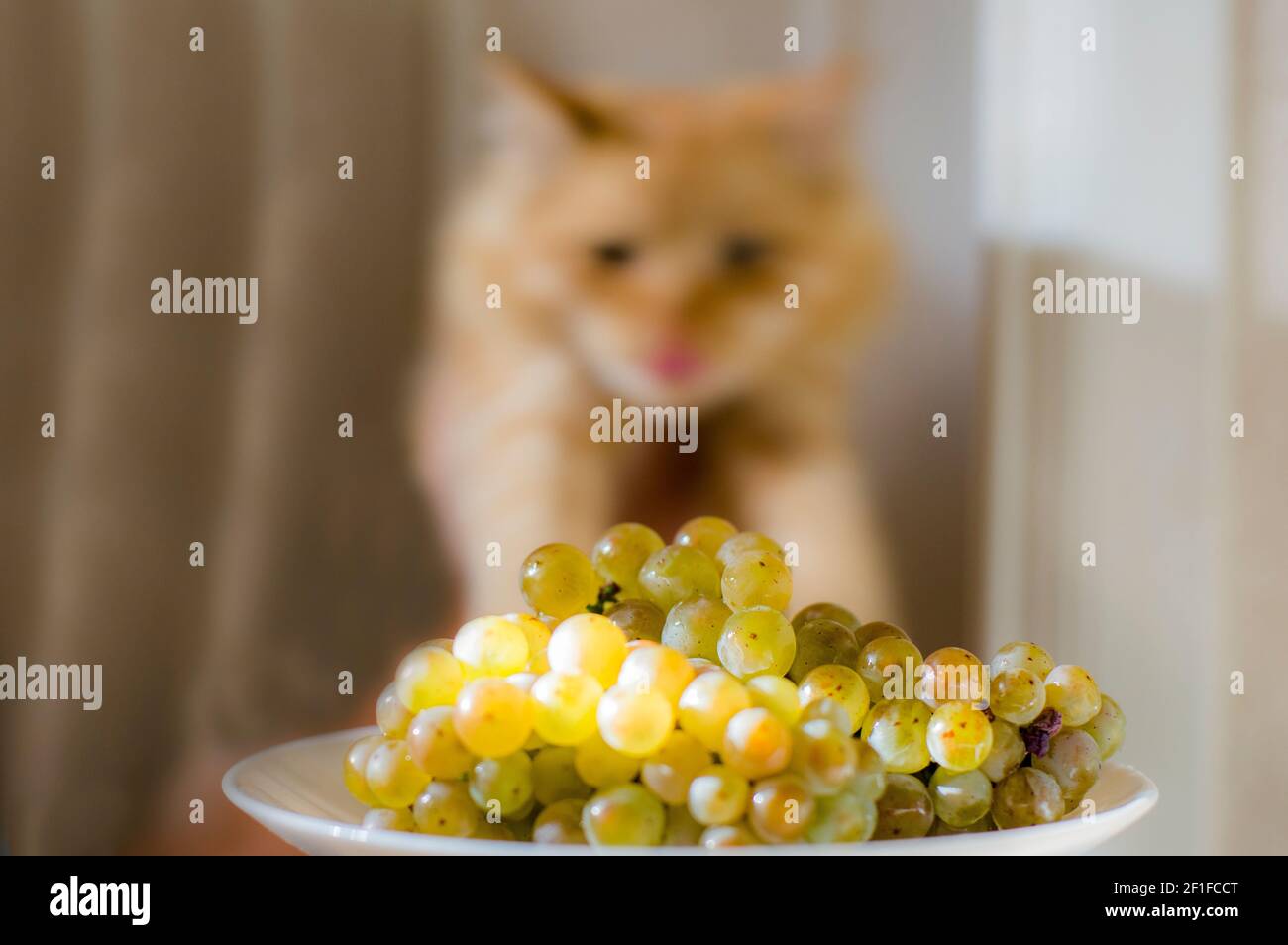 Fluffy yellow cat, near a bunch of riesling grape Stock Photo - Alamy