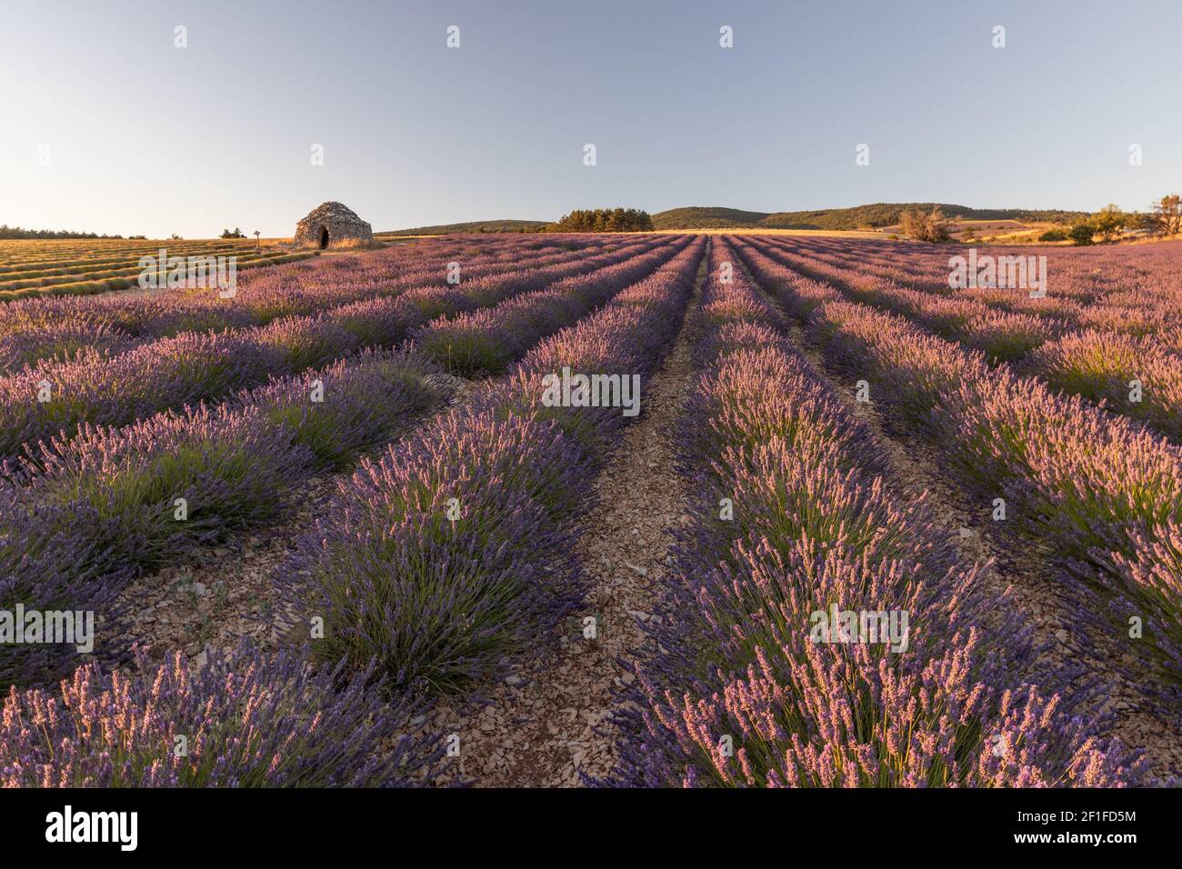 Lavender blossom and stone hi-res stock photography and images - Alamy