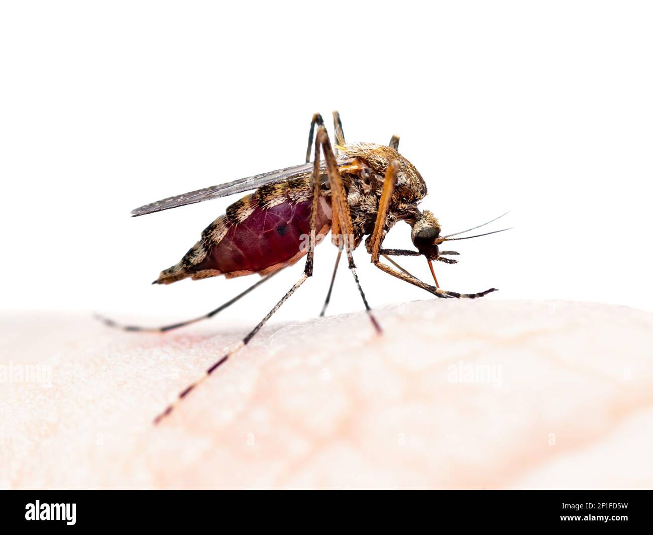 Encephalitis, Yellow Fever, Mayaro, Malaria Disease, Mayaro or Zika ...