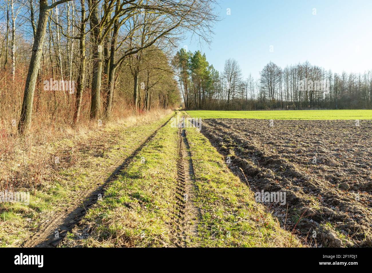 Nature forest field grass hi-res stock photography and images - Alamy