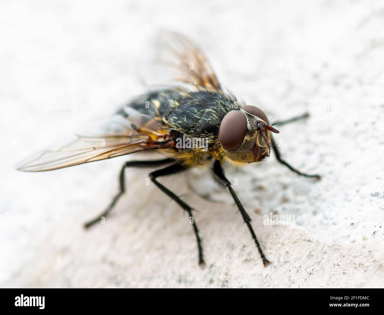 Diptera Meat Fly Insect On White Wall Stock Photo - Alamy