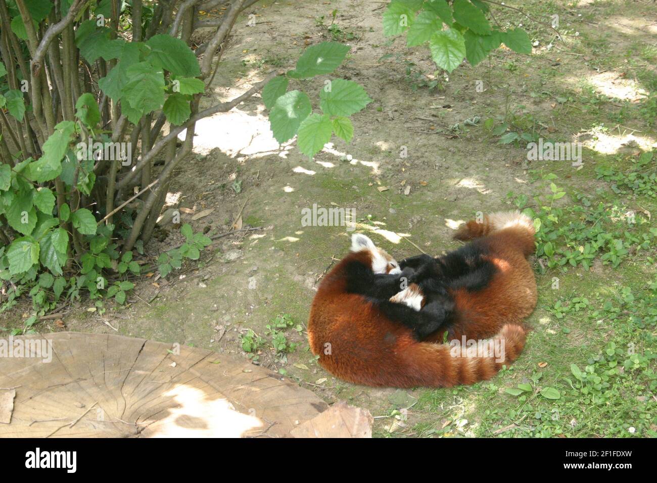 Red panda cubs (Ailurus fulgens) playing on a hot, sunny, summer day ...