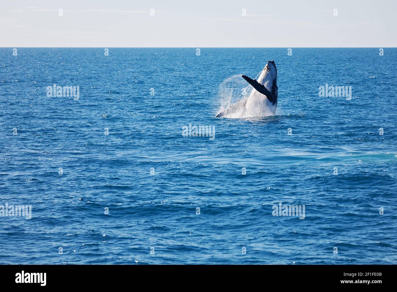 In australia a free whale in the ocean Stock Photo - Alamy