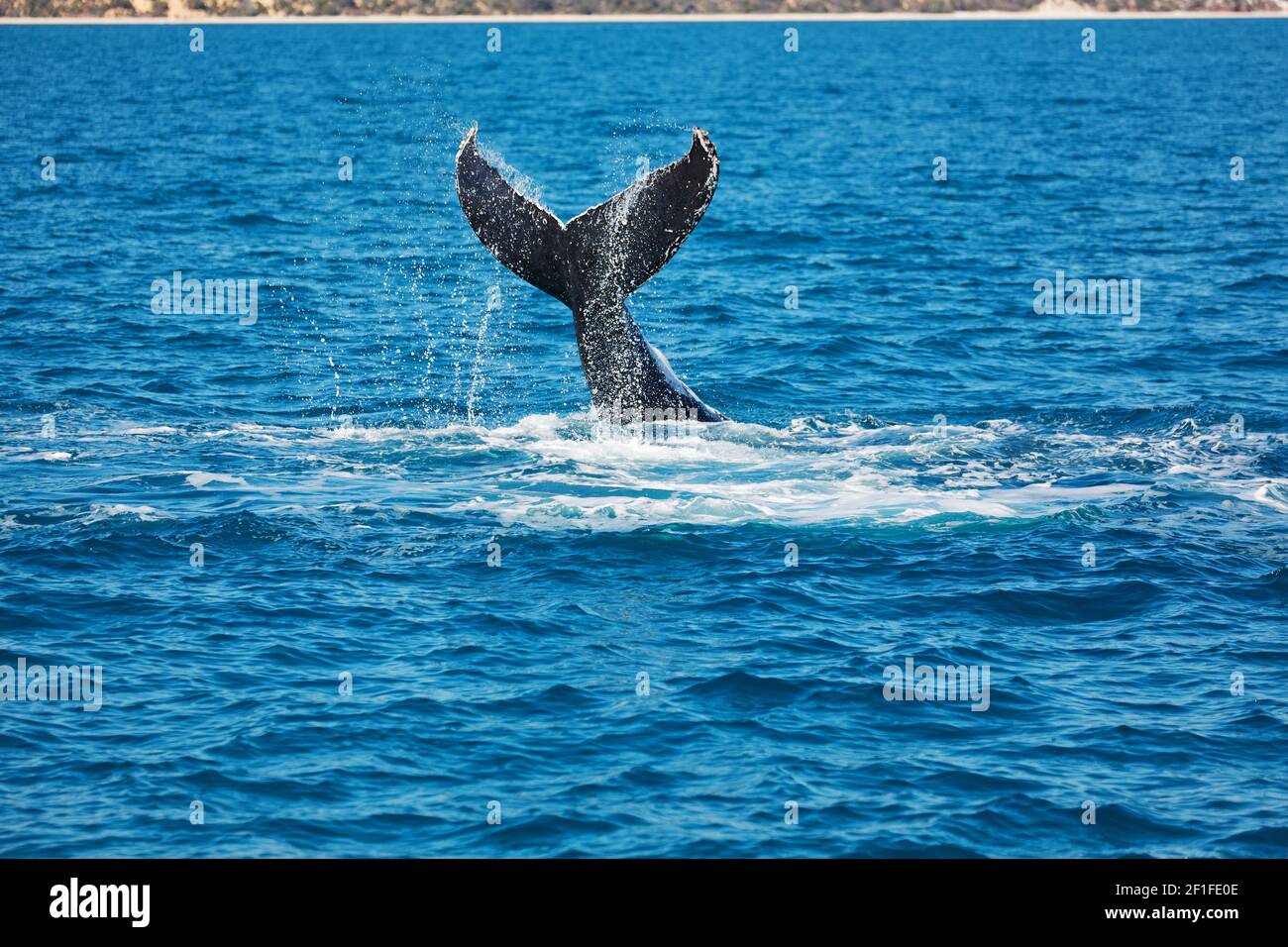 In australia a free whale in the ocean Stock Photo - Alamy