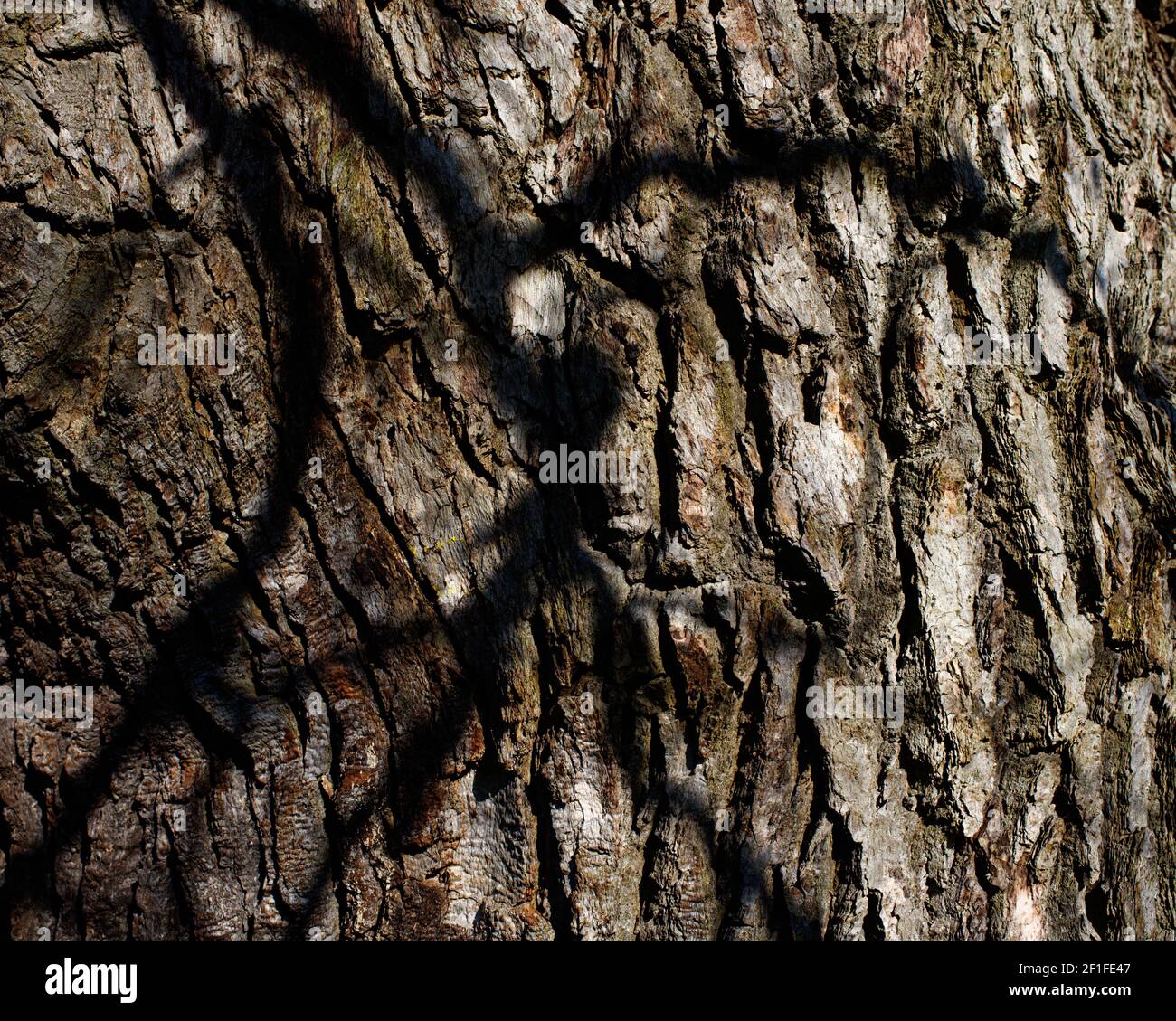 The patterns of tree bark wit strong side lighting Stock Photo - Alamy
