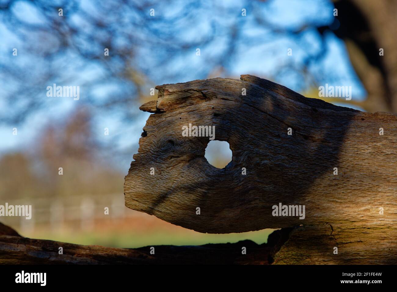 Circular Knot hole in a tree against a blue sky, peephole Stock Photo ...