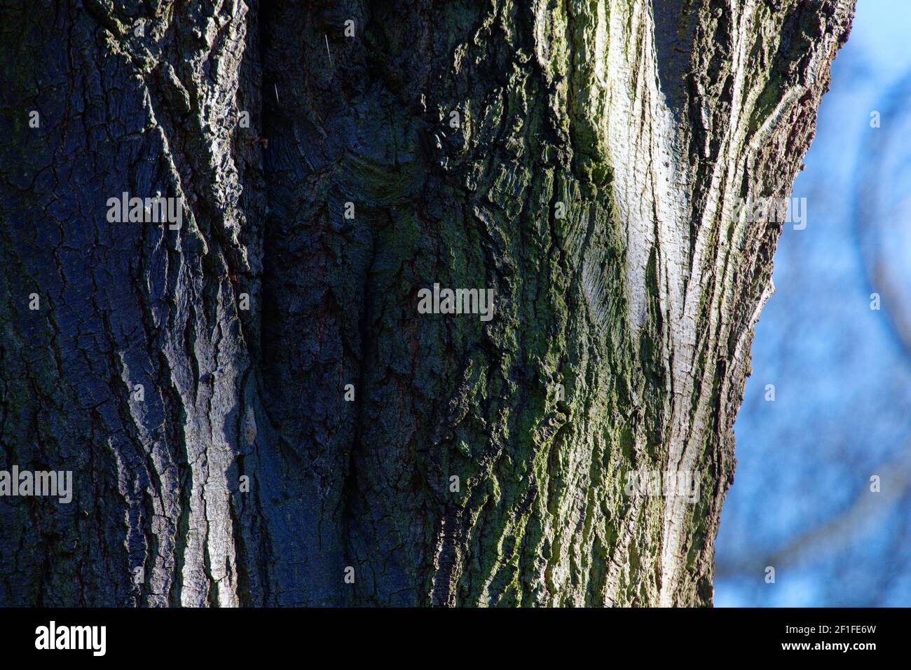 The patterns of tree bark wit strong side lighting Stock Photo - Alamy