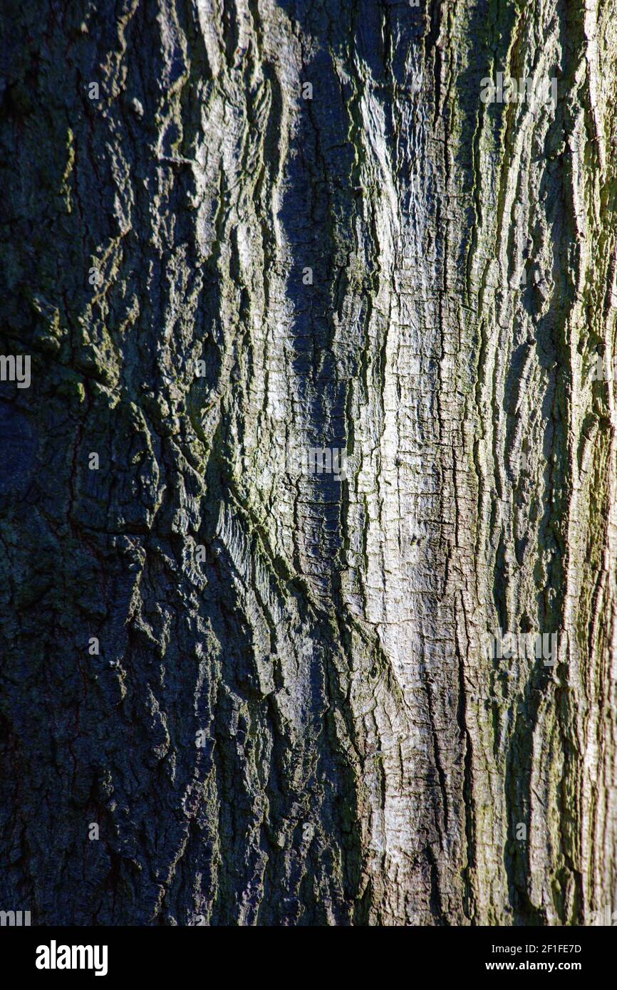 The patterns of tree bark wit strong side lighting Stock Photo - Alamy