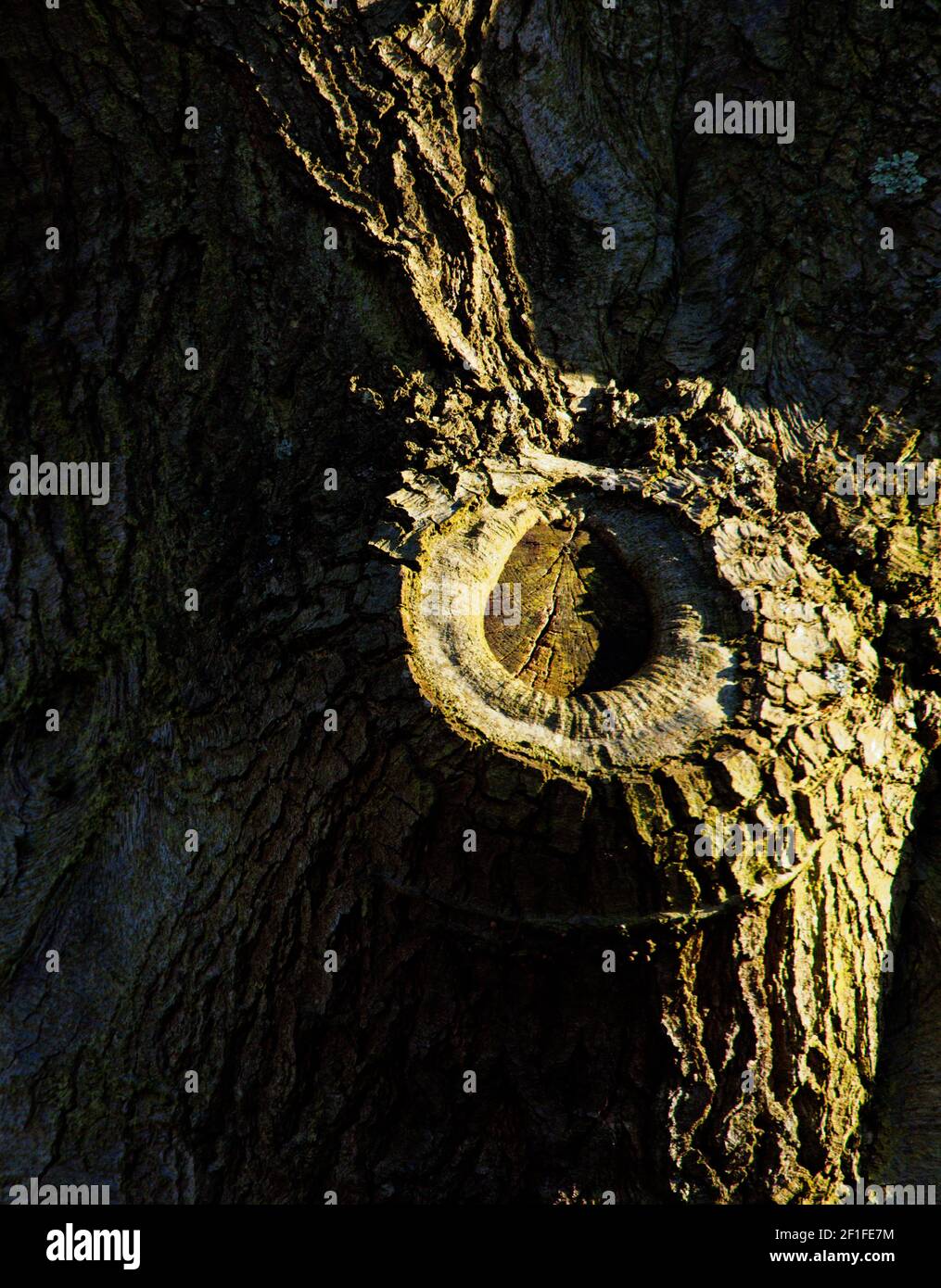 Strong sidelight hi-res stock photography and images - Alamy