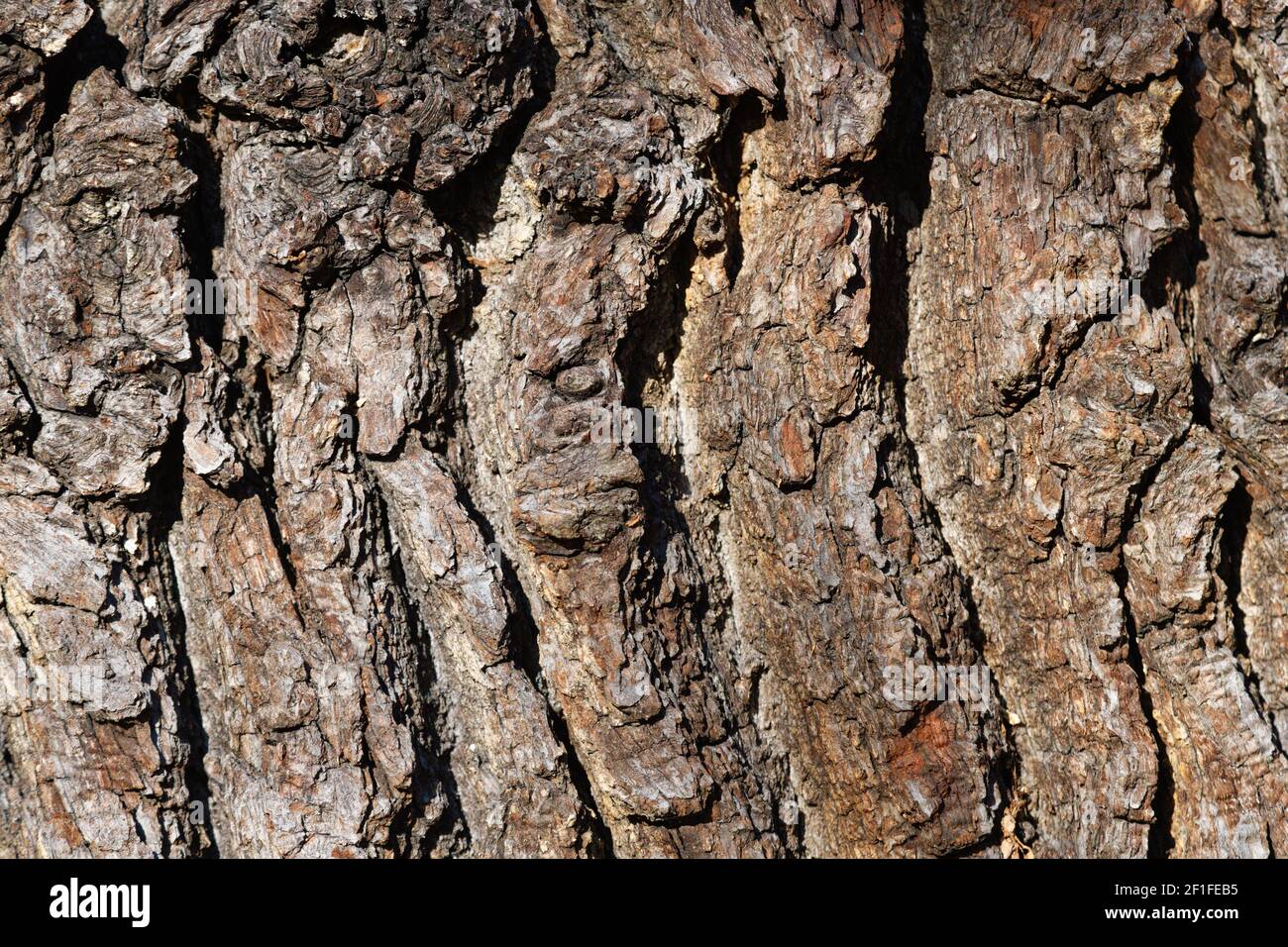 The patterns of tree bark wit strong side lighting Stock Photo - Alamy