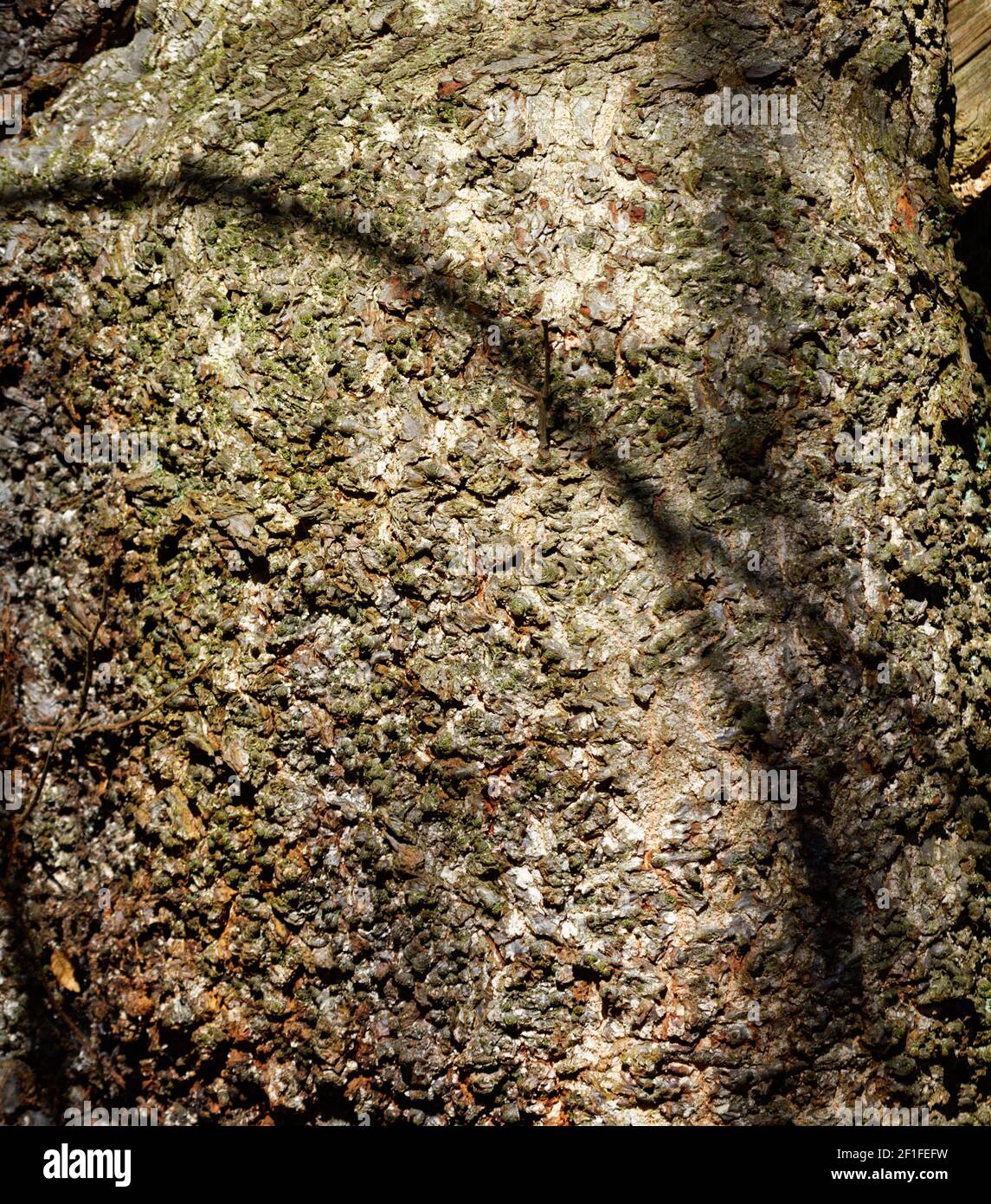 Strong sidelight hi-res stock photography and images - Alamy