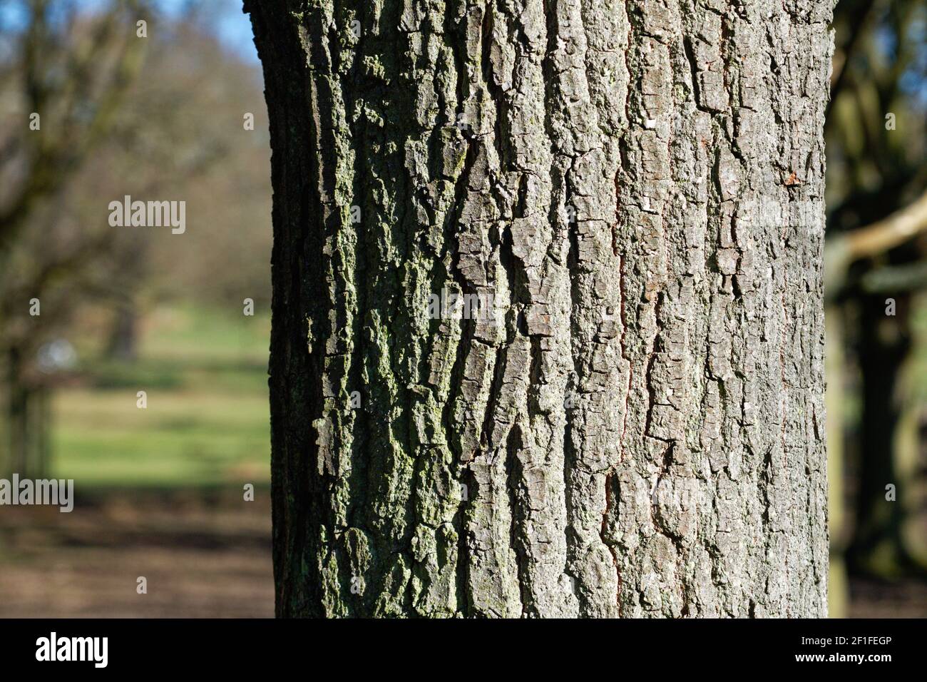 The patterns of tree bark wit strong side lighting Stock Photo - Alamy