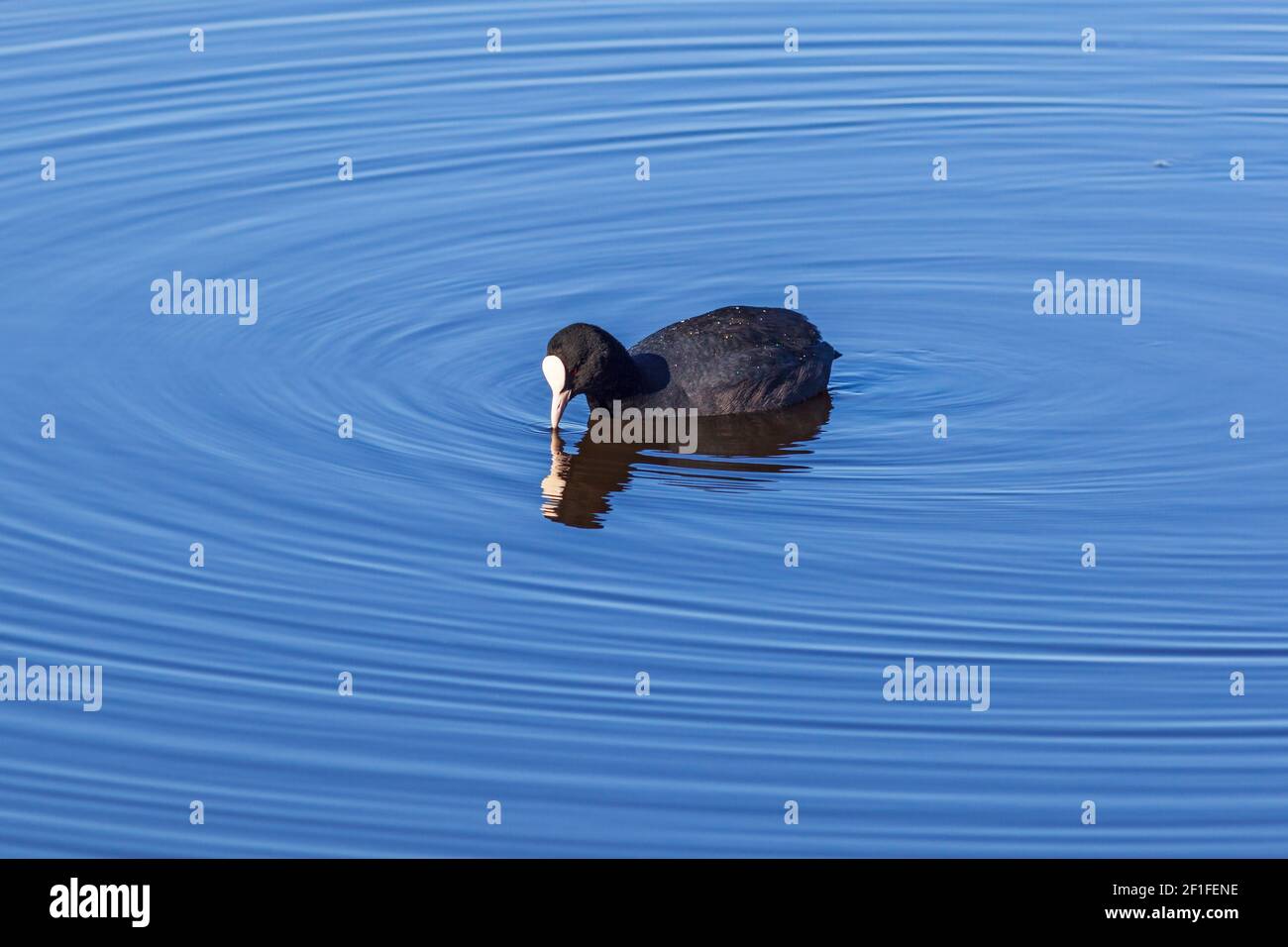 Dipping bird hi-res stock photography and images - Alamy