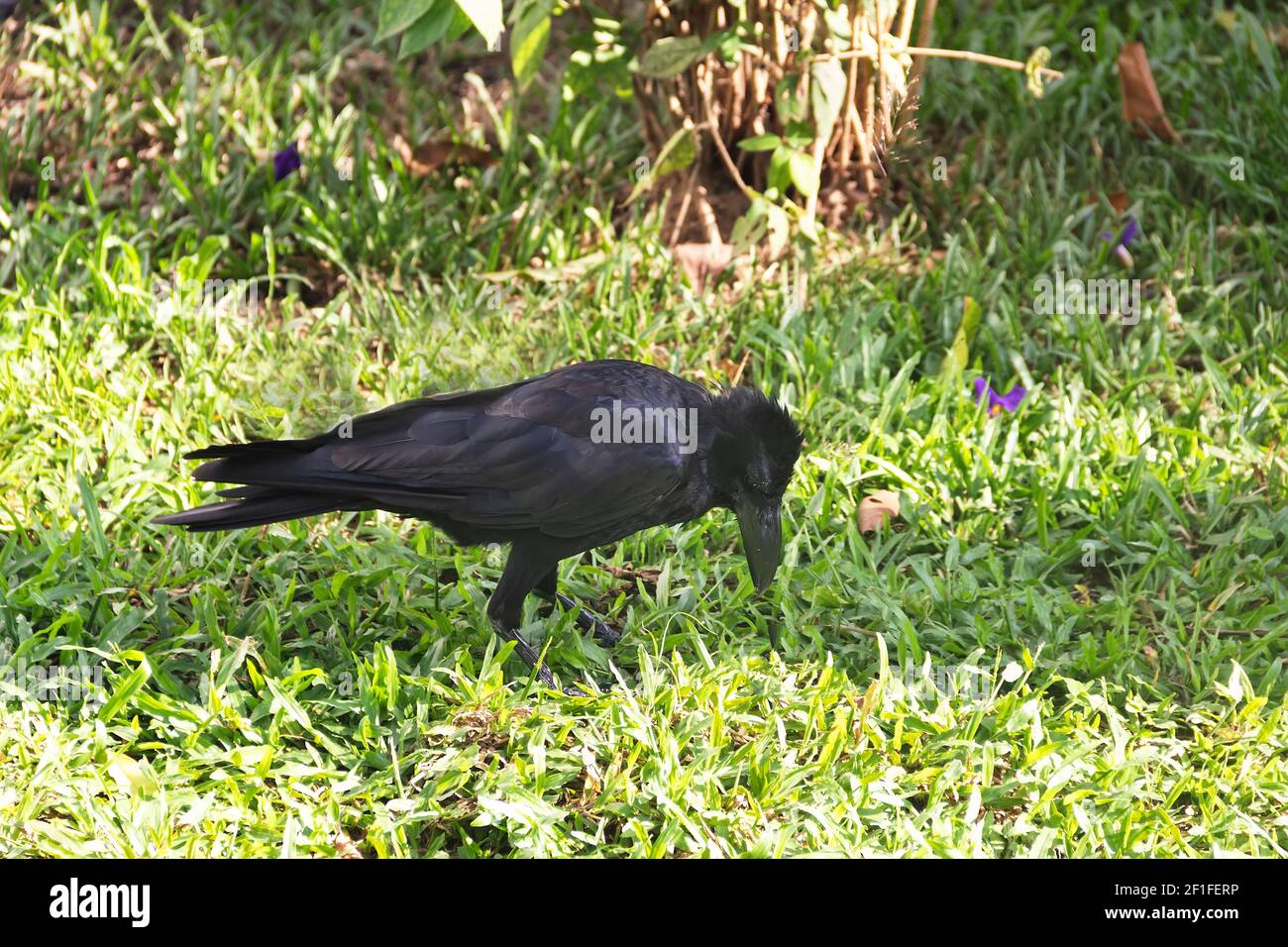Indian jungle crow hi-res stock photography and images - Alamy