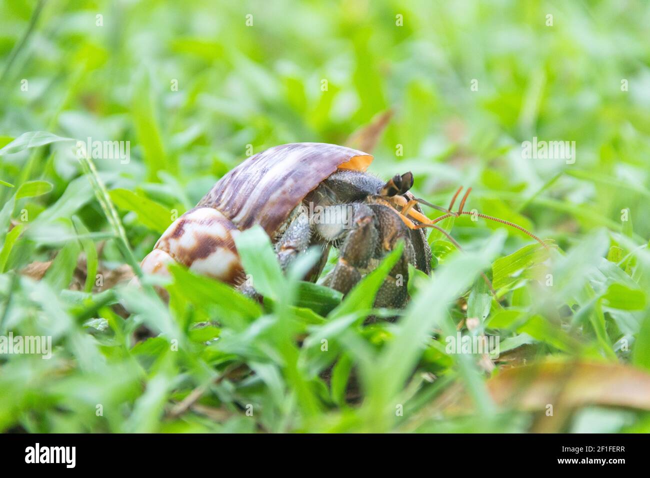 Hermit or diogenes crab in a beautiful gastropod shell as dwelling with ...