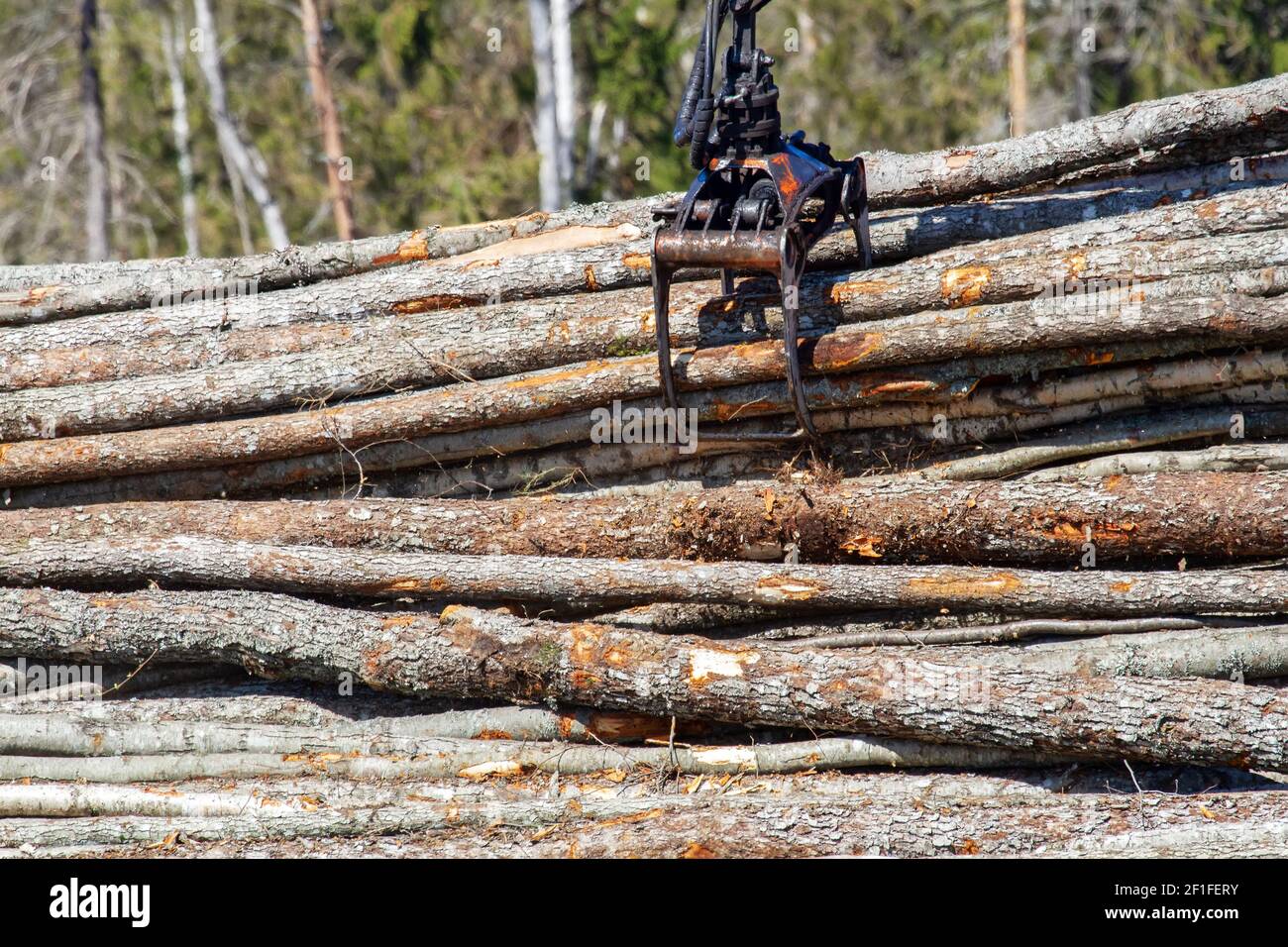 Forest industry. Operations for loading-unloading logging truck at ...