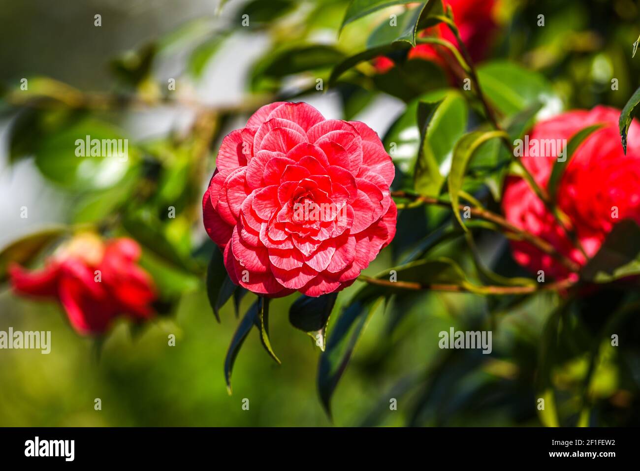 Japanese camellia camelia japonica hi-res stock photography and images ...