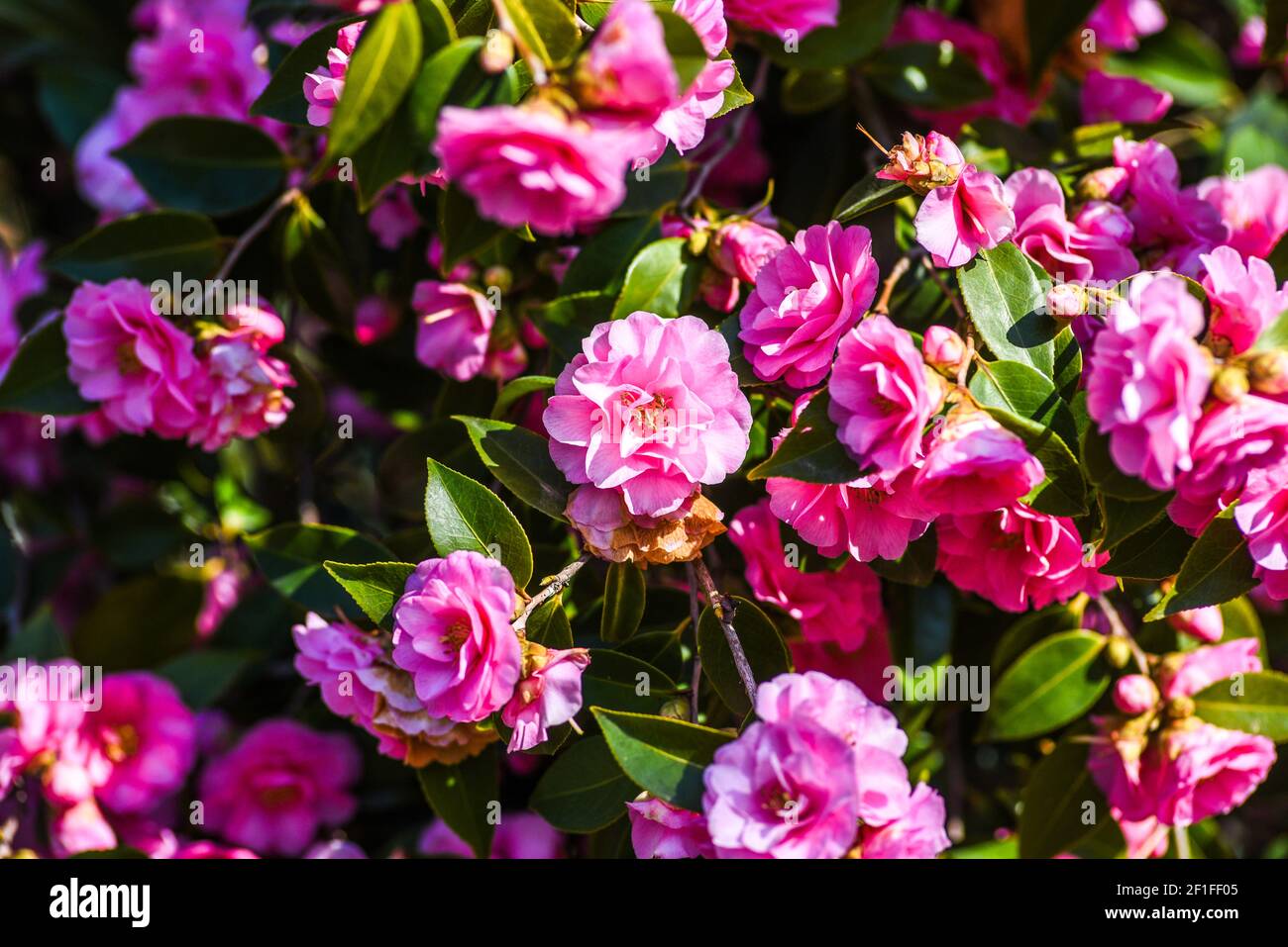 Japanese Camellia Camellia Japonica High Resolution Stock Photography ...