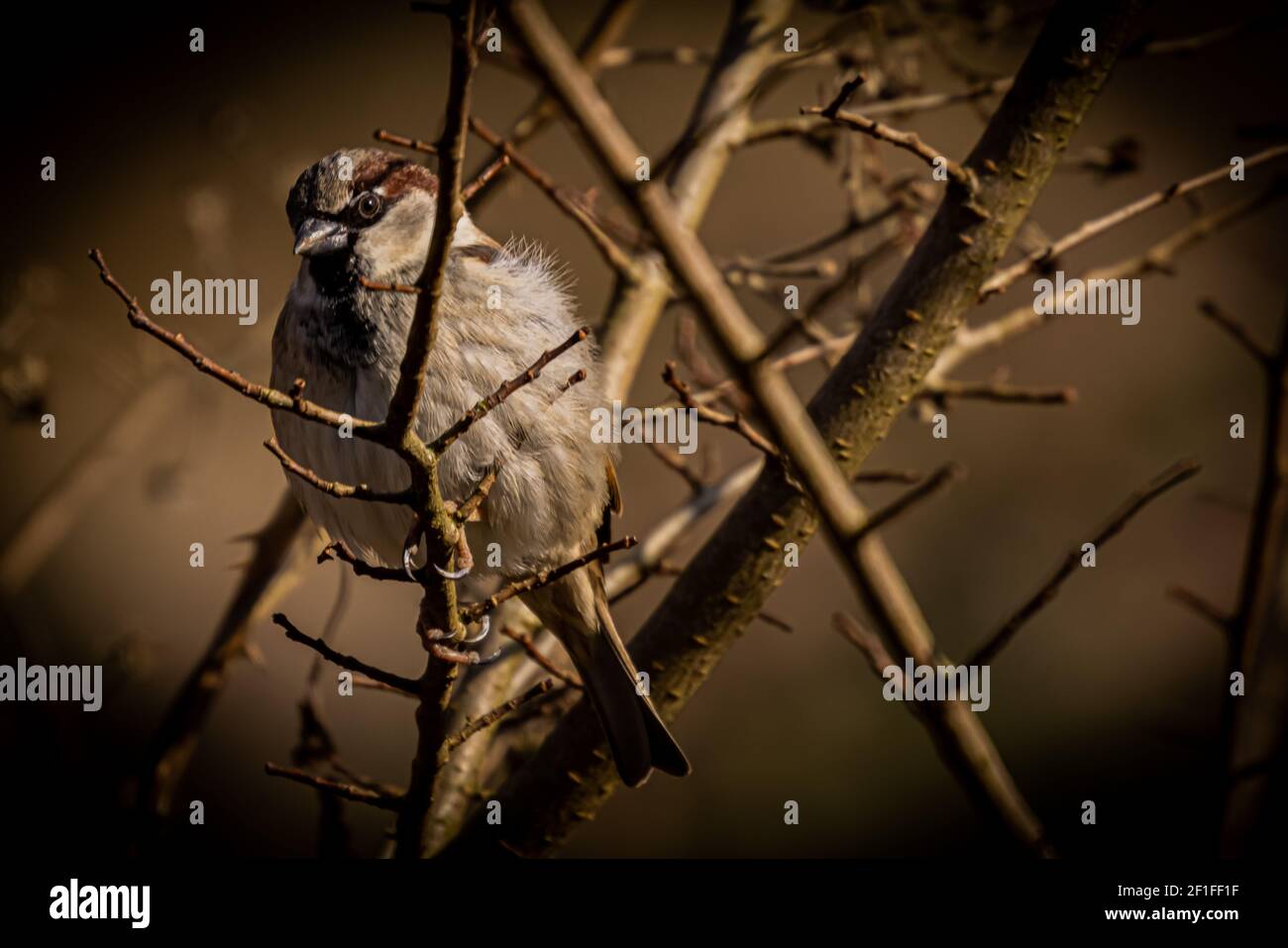 English sparrow hi-res stock photography and images - Alamy