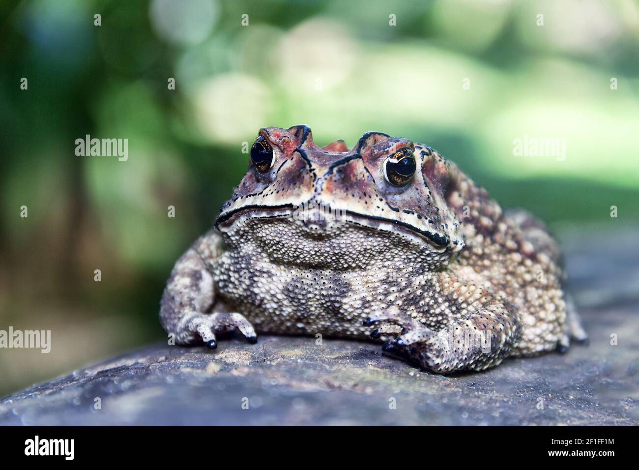 Ferguson's toad (Bufo fergusonii) in past Schneider's (dwarf) toad ...