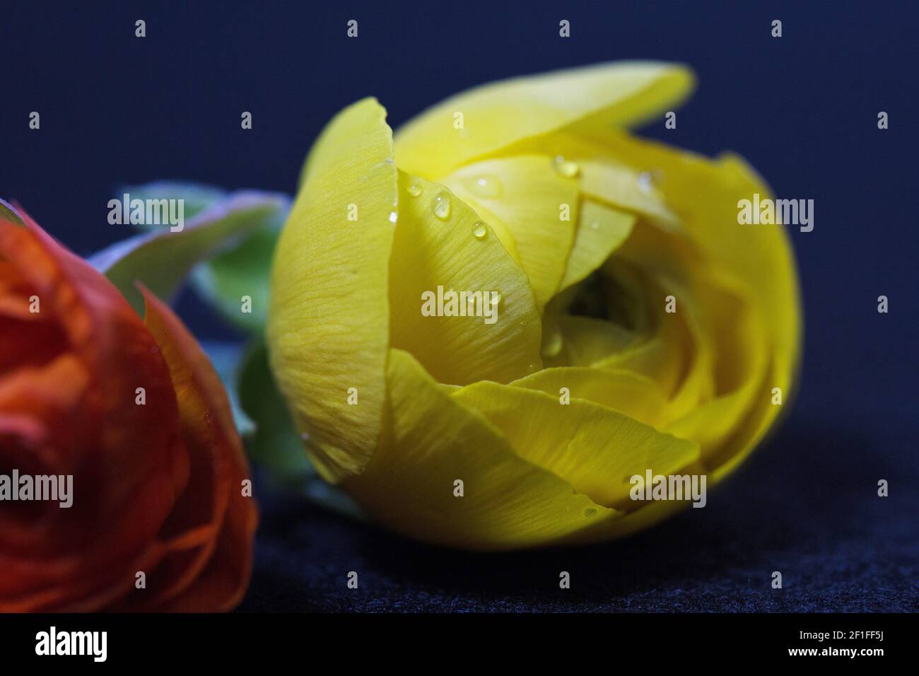 Two small ranunculus flowers Stock Photo - Alamy