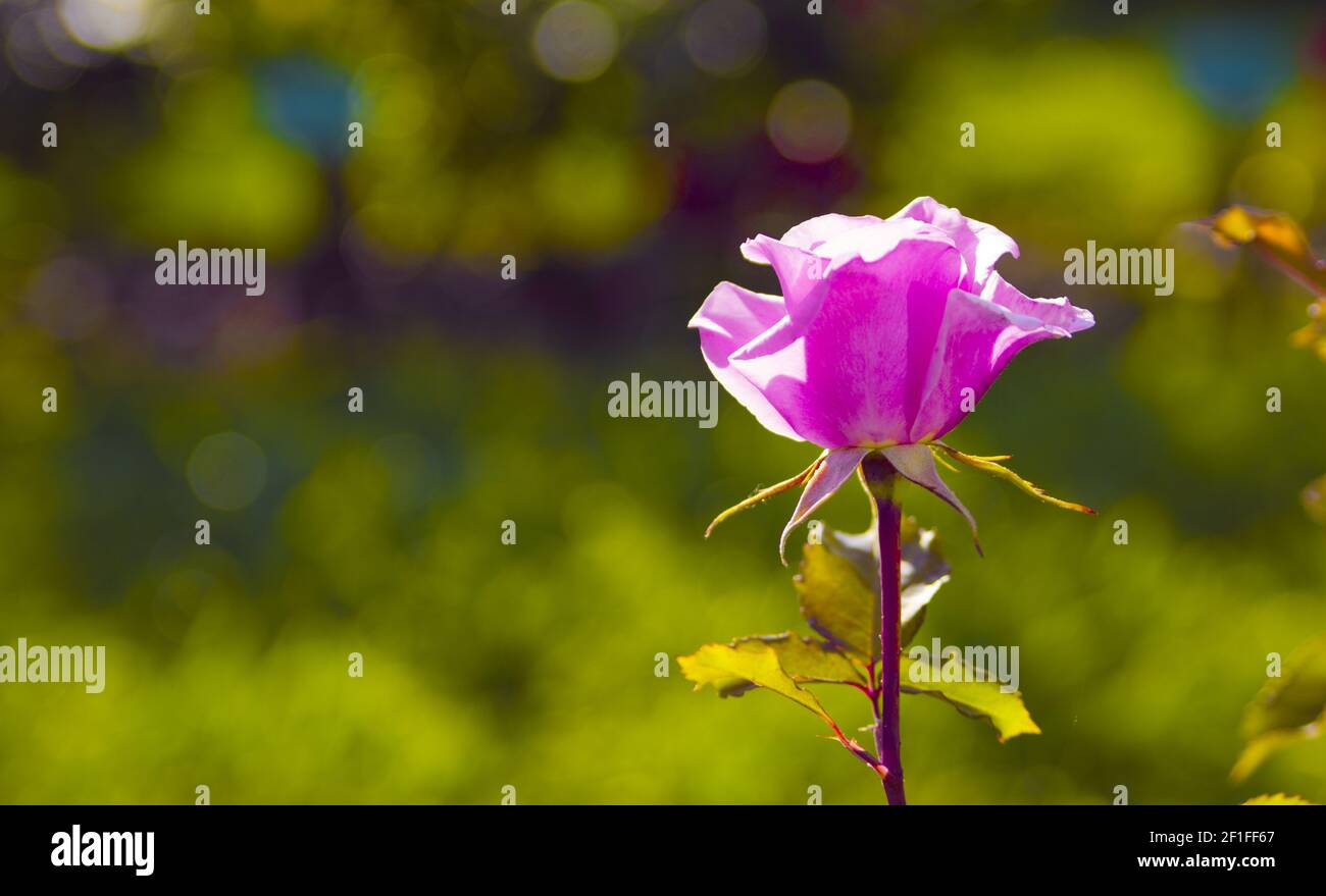 Colorful, beautiful and delicate rose in the garden. complementary ...