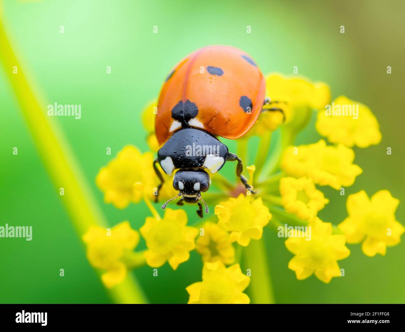 Ladybug plant animal wildlife hi-res stock photography and images - Alamy