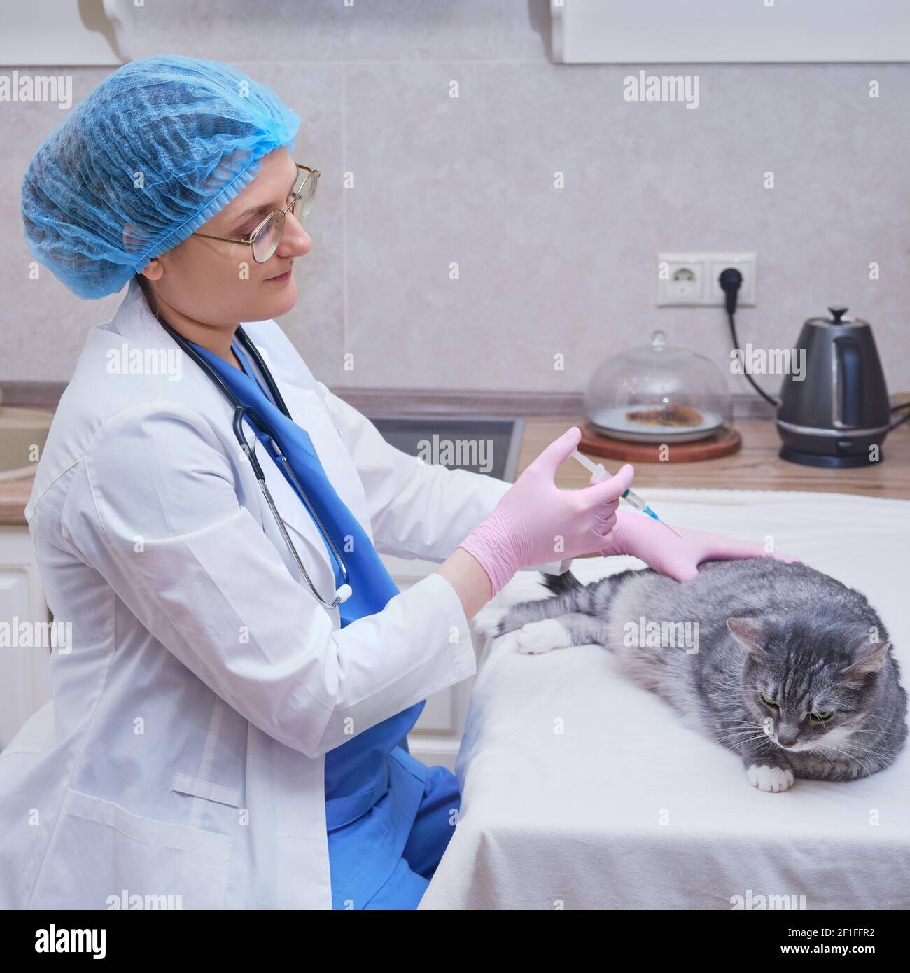Injection of medication into the muscle on the paw of a cat by a ...
