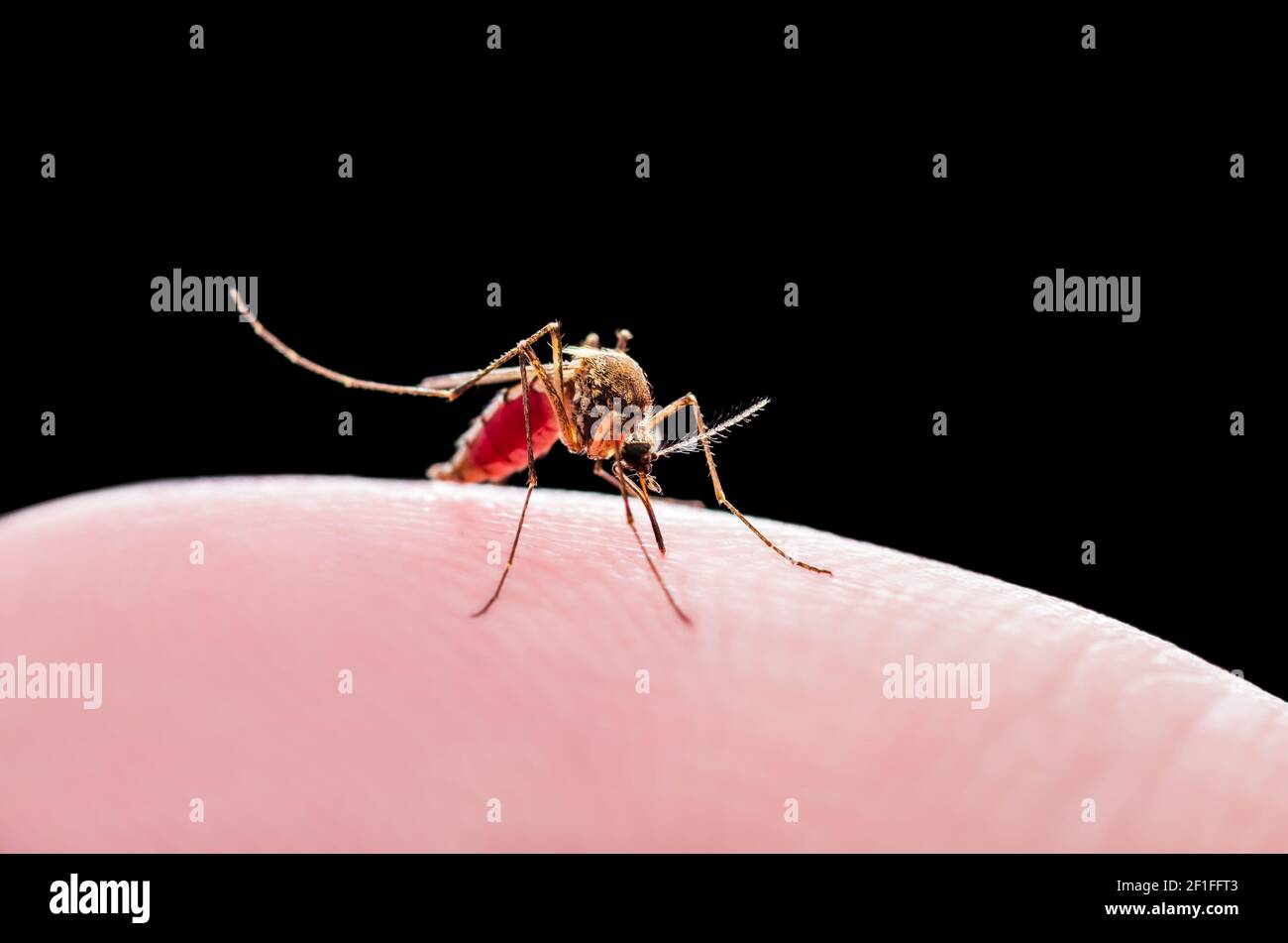 Encephalitis, Yellow Fever, Malaria Disease or Zika Virus Infected ...