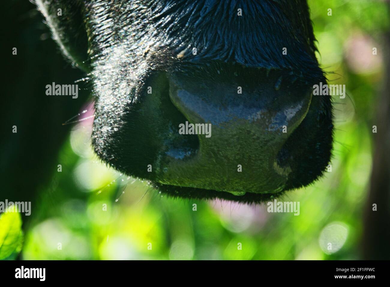 Close-up of a black chewing cow's face, masticate the grass Stock Photo ...