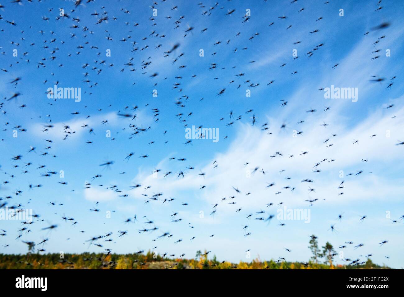 Mass of mosquitoes hi-res stock photography and images - Alamy