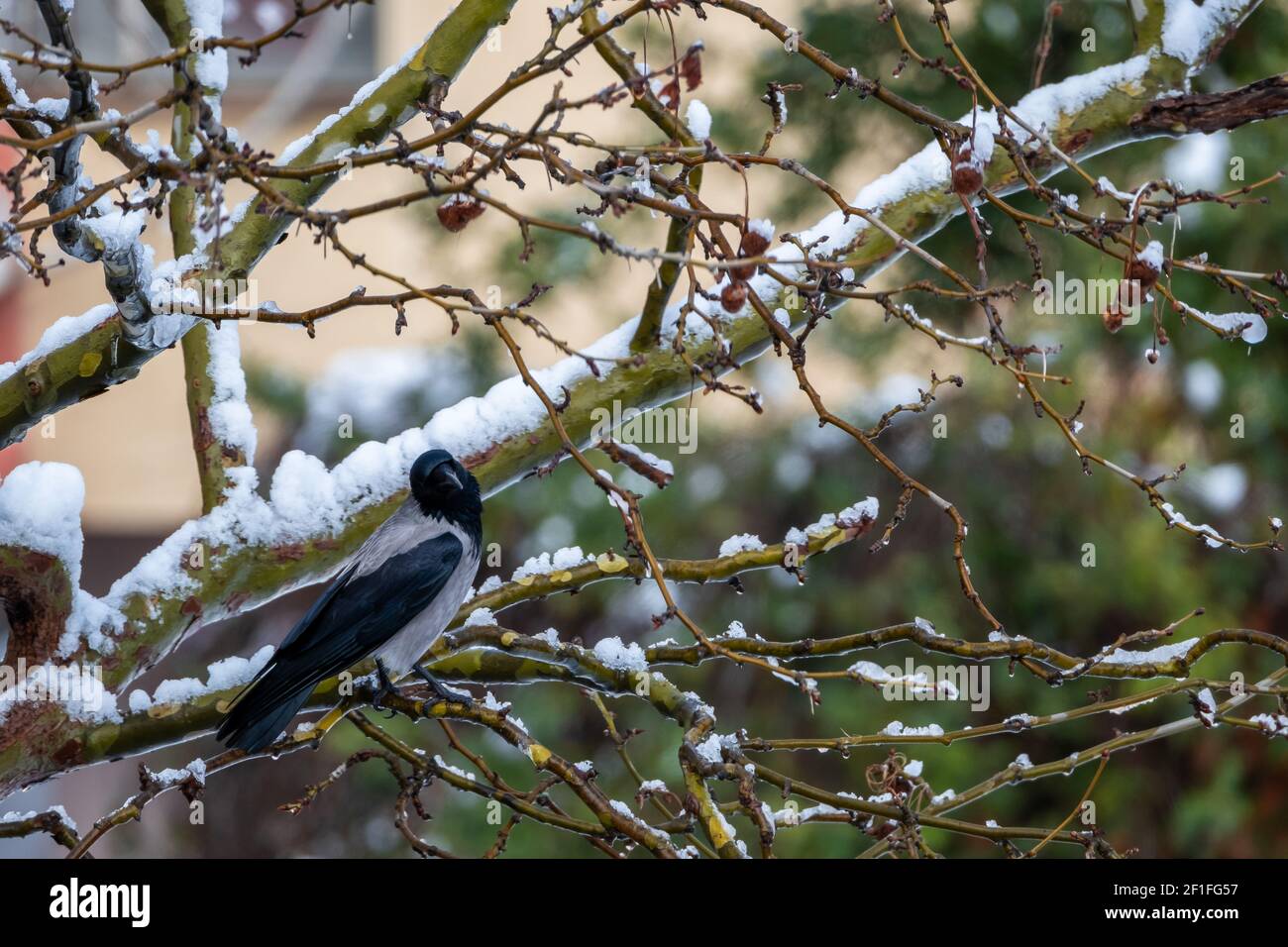 Raven snow hi-res stock photography and images - Alamy