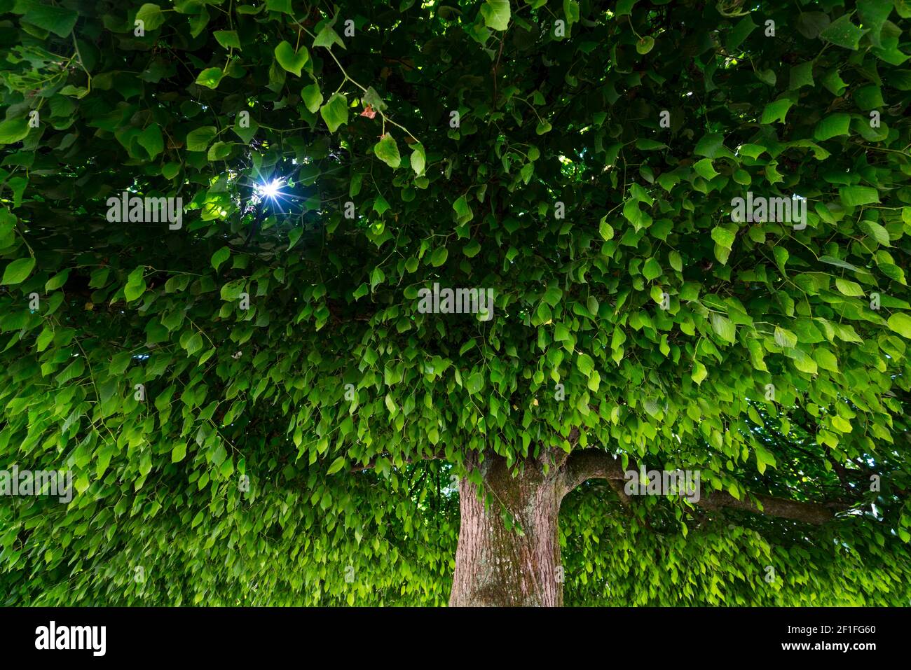 Tilia sp hi-res stock photography and images - Alamy