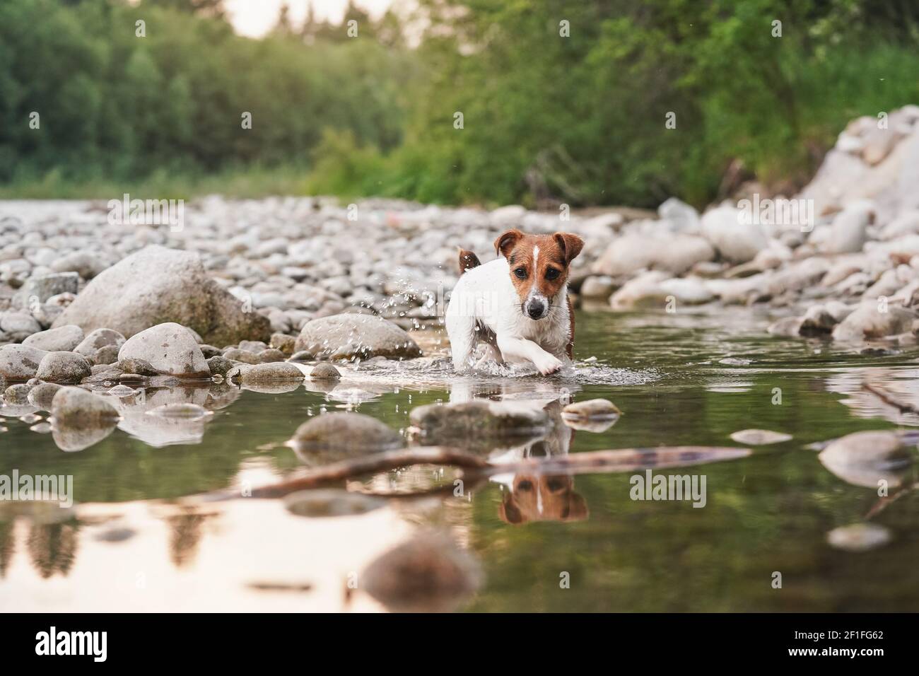 Small Jack Russell terrier exploring shore of shallow river, afternoon ...