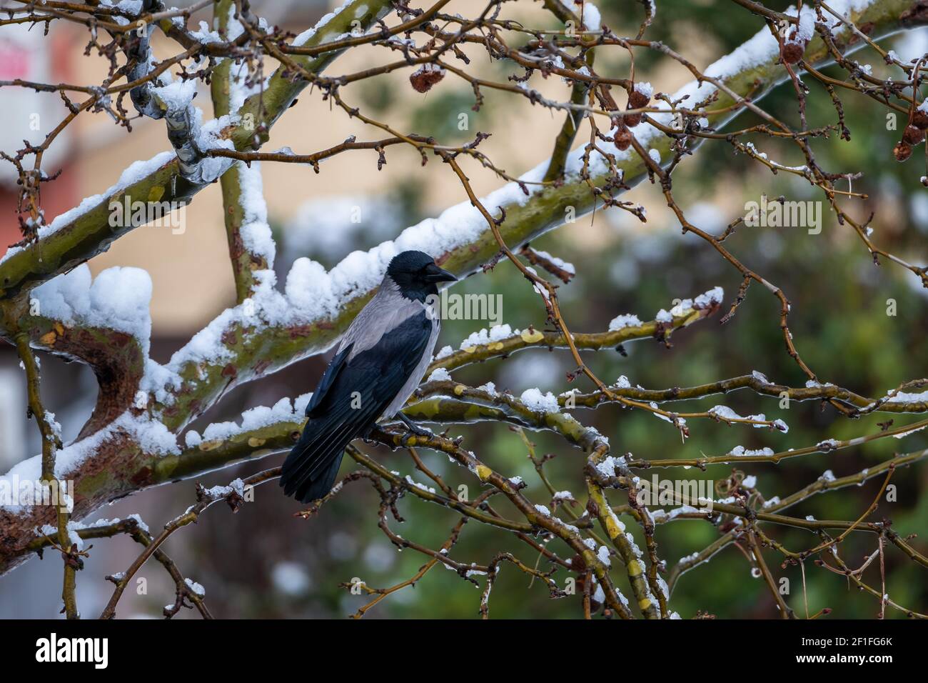 Raven snow hi-res stock photography and images - Alamy