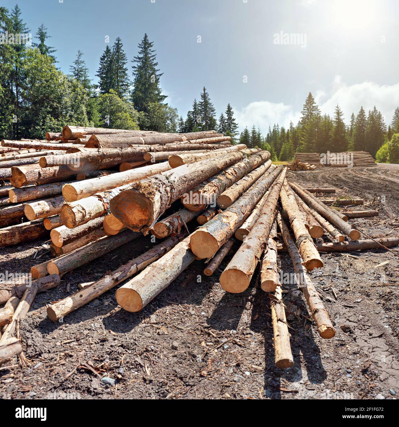 Pile of harvested wooden logs in forest, trees with blue sky above ...