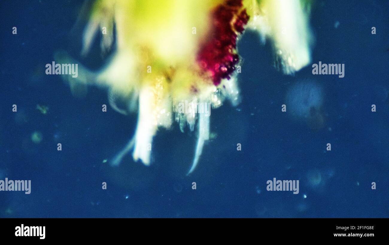 Aqua bio background with particles of plant origin ultra macro ...