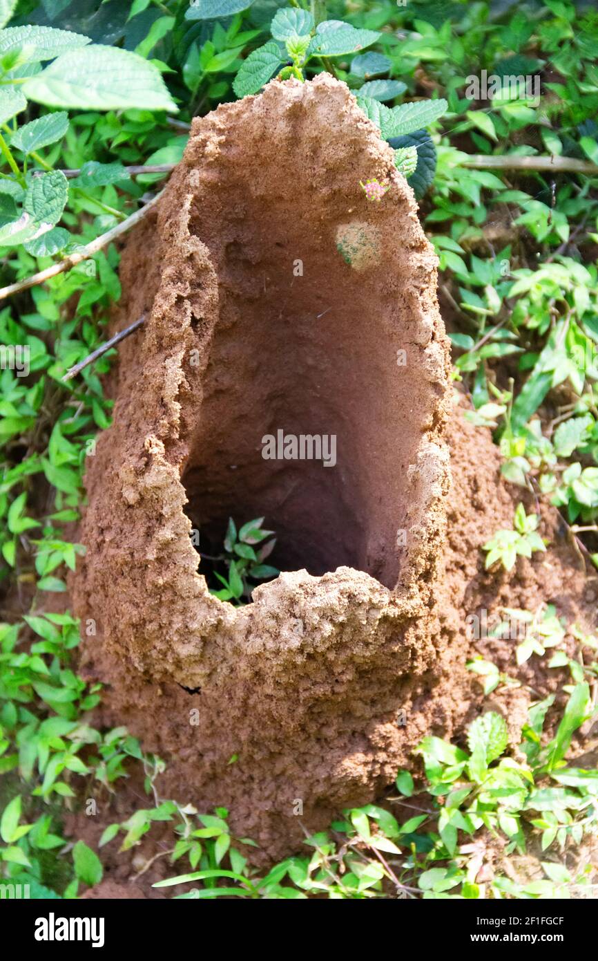 New termite house, termitary in Sri Lanka rain forest Stock Photo - Alamy