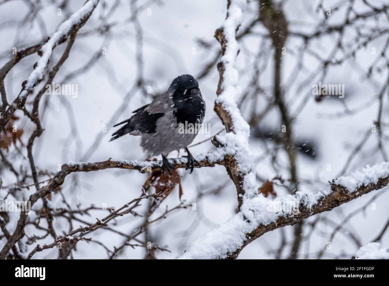 Raven Snow High Resolution Stock Photography and Images - Alamy