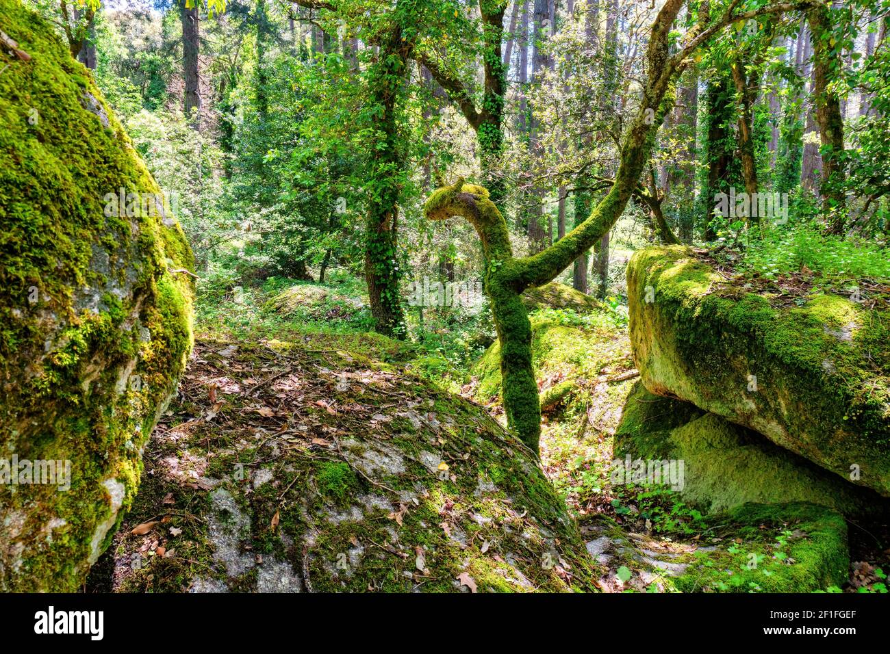 A green forest illuminated by daylight. Perfect shot for nature ...