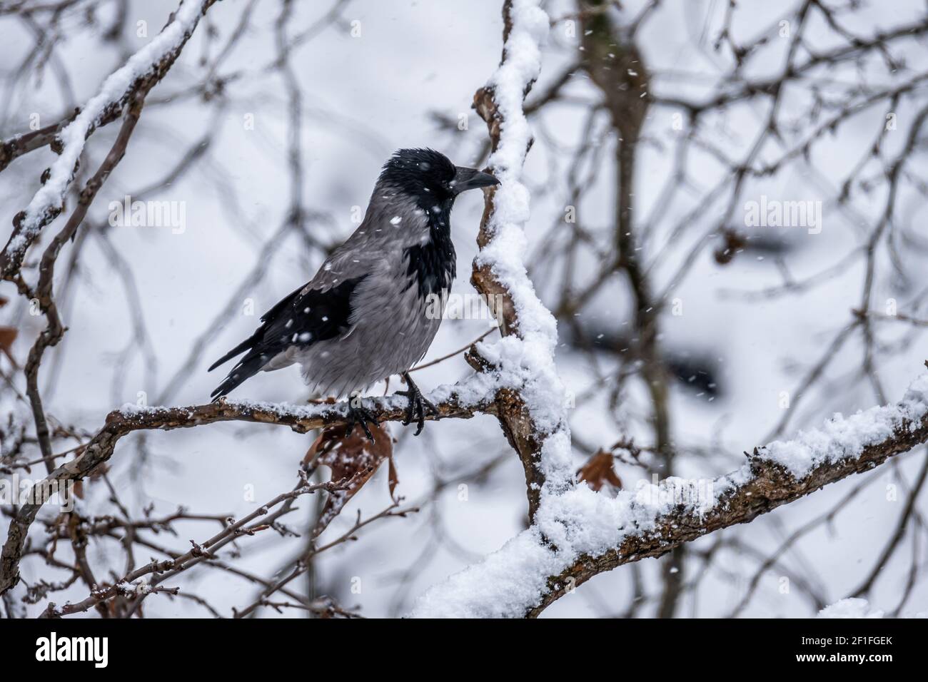 Raven snow hi-res stock photography and images - Alamy