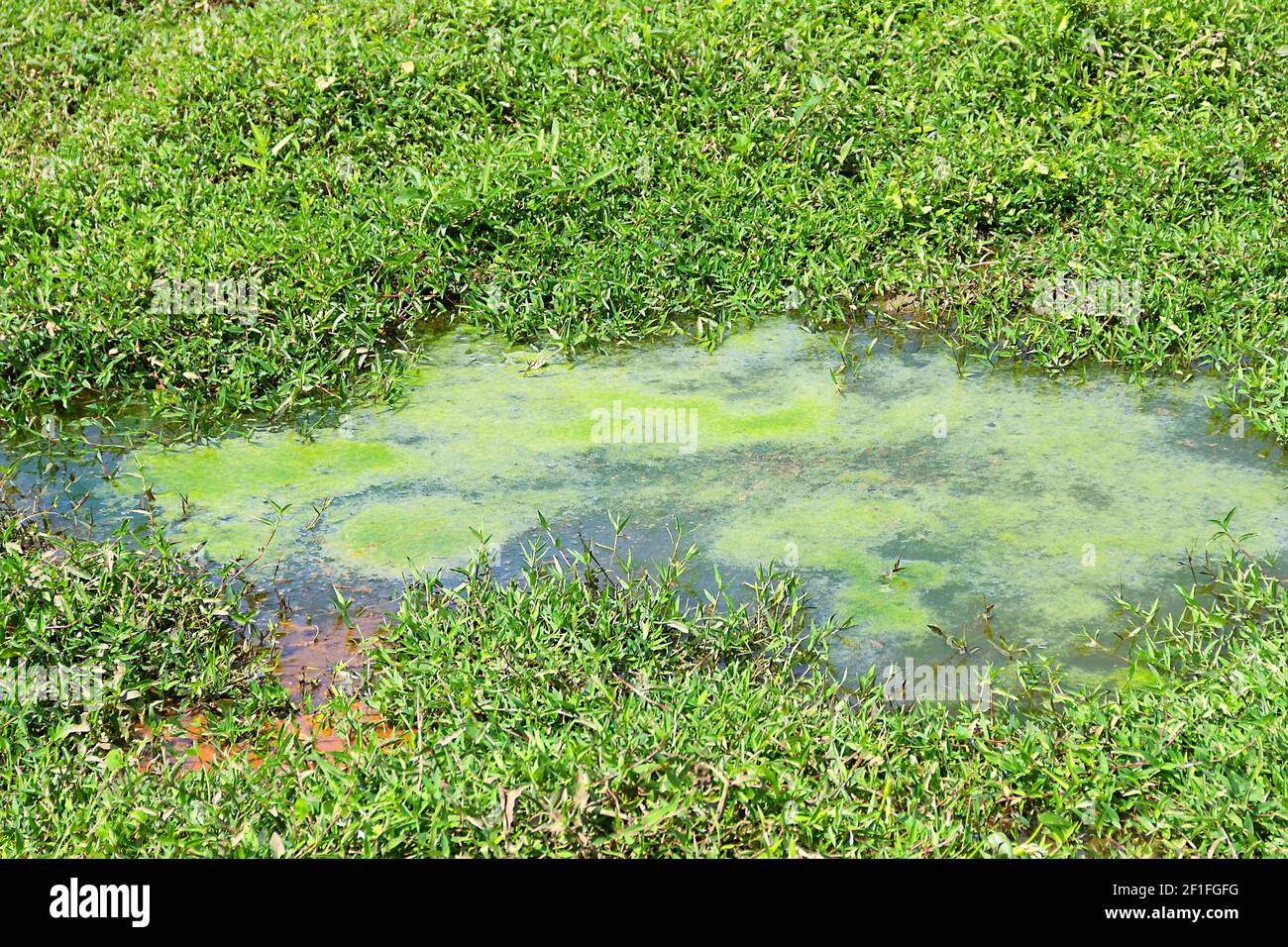 Flark hi-res stock photography and images - Alamy