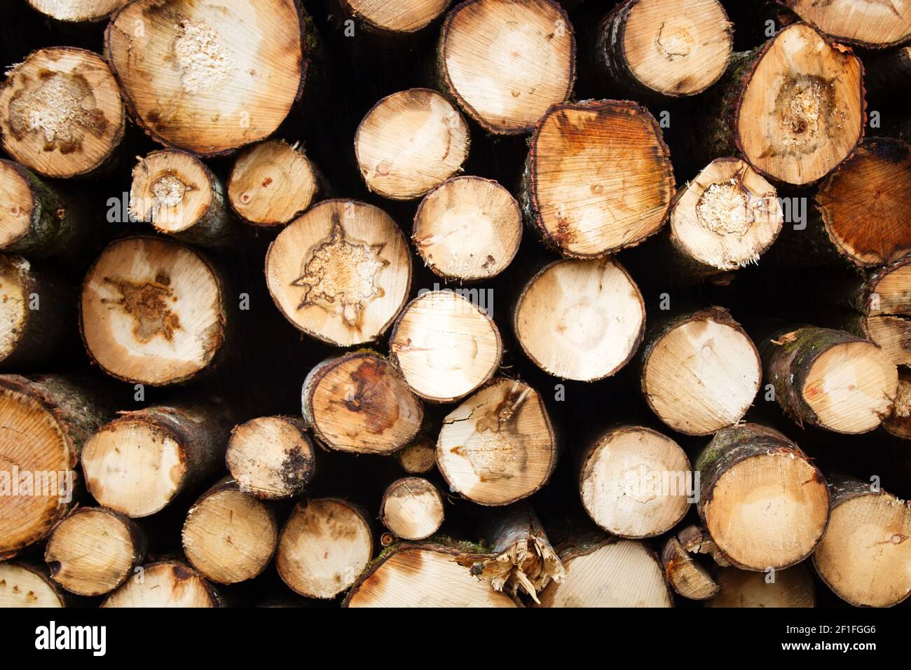 Aspen stacks of freshly cut wood. Cutting area. Timber industry Stock ...