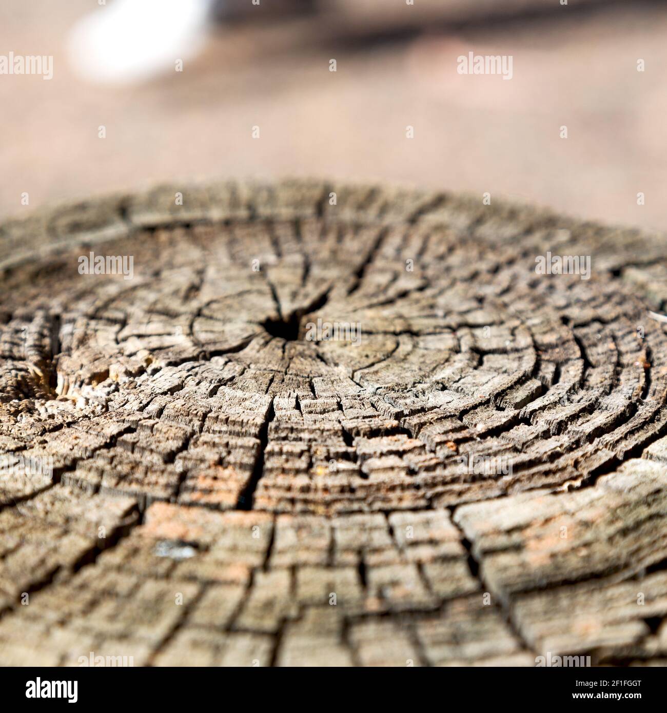 Abstract texture of a surface tree like background Stock Photo - Alamy