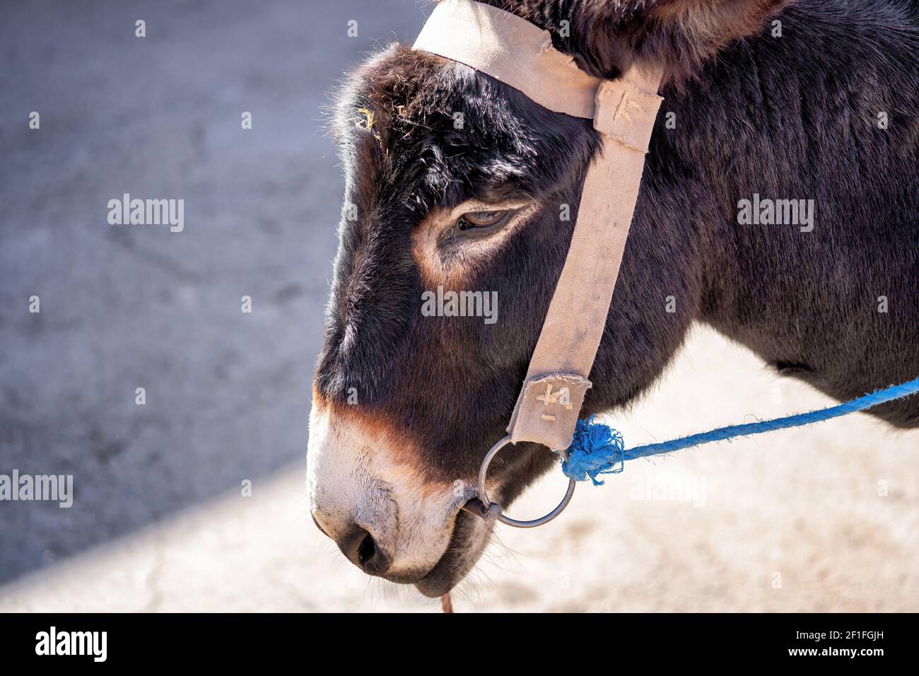 Donkey close up snow hi-res stock photography and images - Alamy