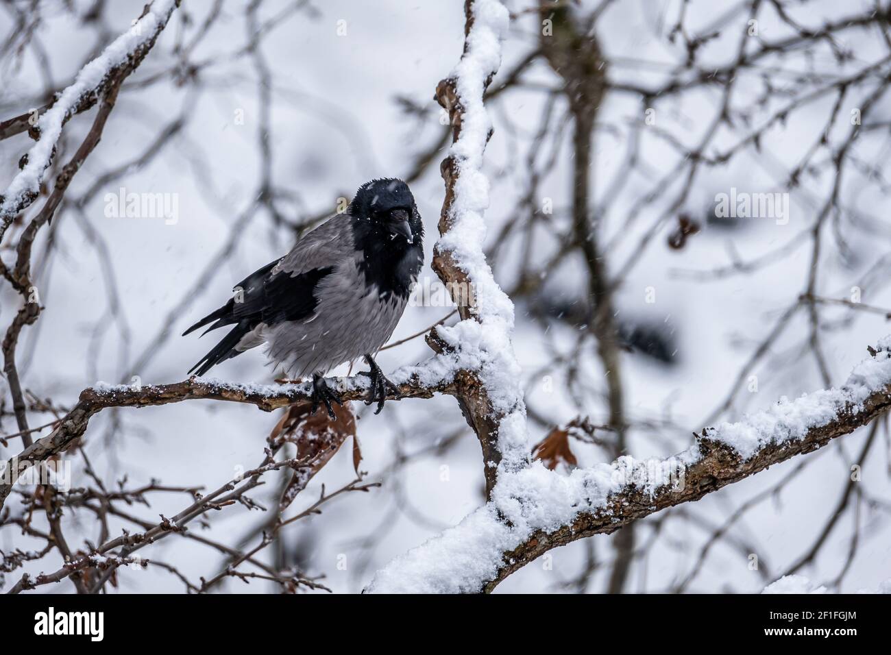 Raven crow winter hi-res stock photography and images - Alamy